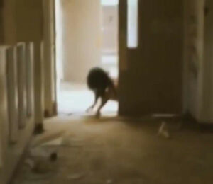 Inside The Backrooms All Creatures and Entities