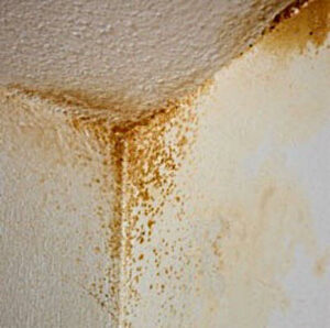 Inside The Backrooms All Creatures and Entities